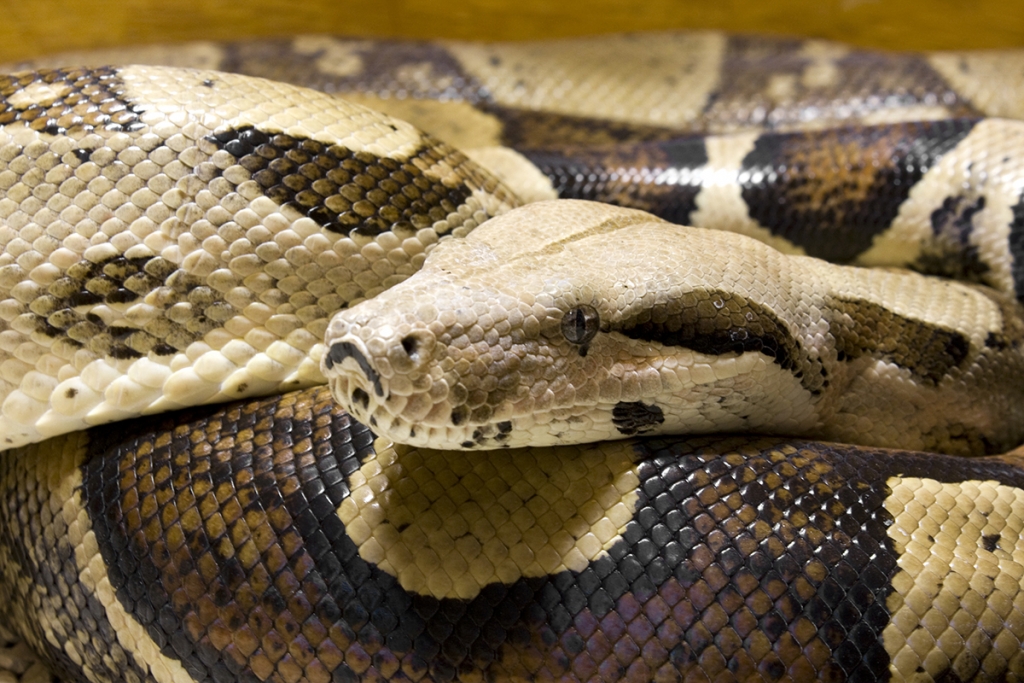 Reptiles for Photography and Modeling Shoots | Reptile Shows of New England
