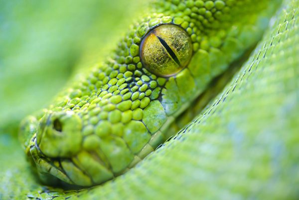 Top 5 Snake Superstitions | Reptile Shows of New England