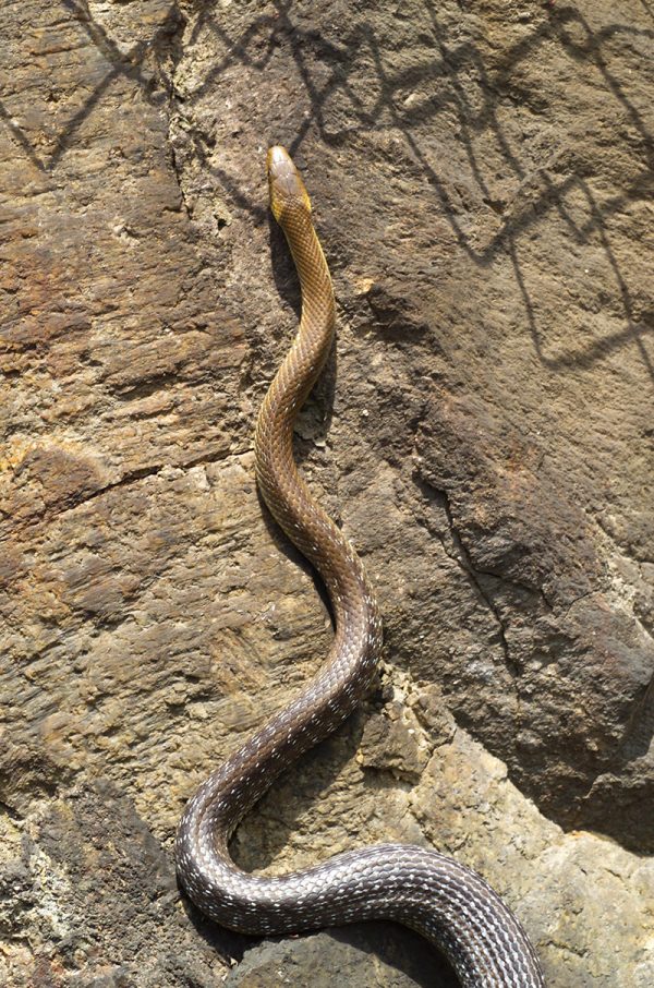 Snake Locomotion | Reptile Shows of New England