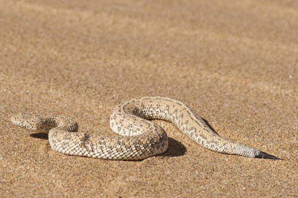 Snake Locomotion | Reptile Shows of New England