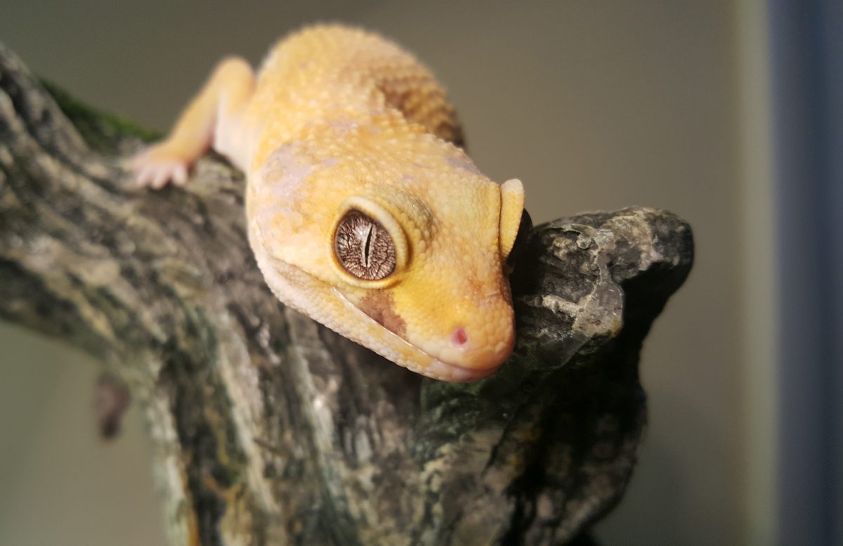 What it takes to be a reptile owner | Reptile Shows of New England