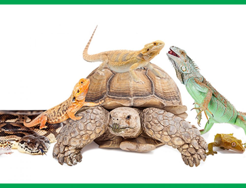 When Your Iguana’s Tail Breaks Off, What You Need to Know – Reptile ...