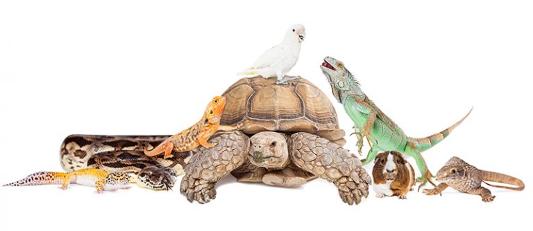 reptile-collage-AdobeStock_102030145-blog | Reptile Shows of New England