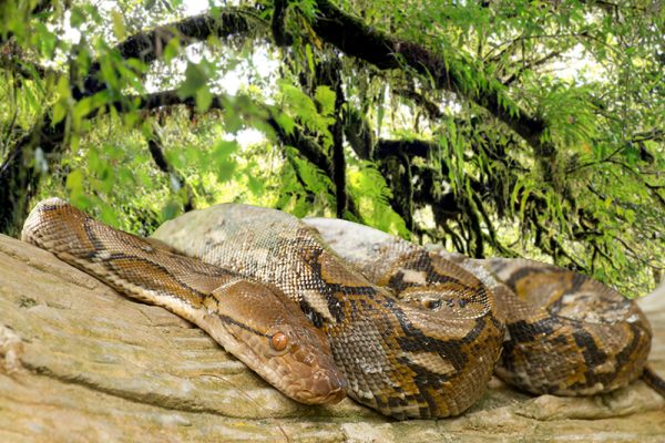 A Deadly Python Attack | Reptile Shows of New England