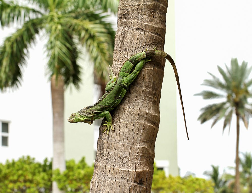 When Your Iguana’s Tail Breaks Off, What You Need to Know – Reptile ...