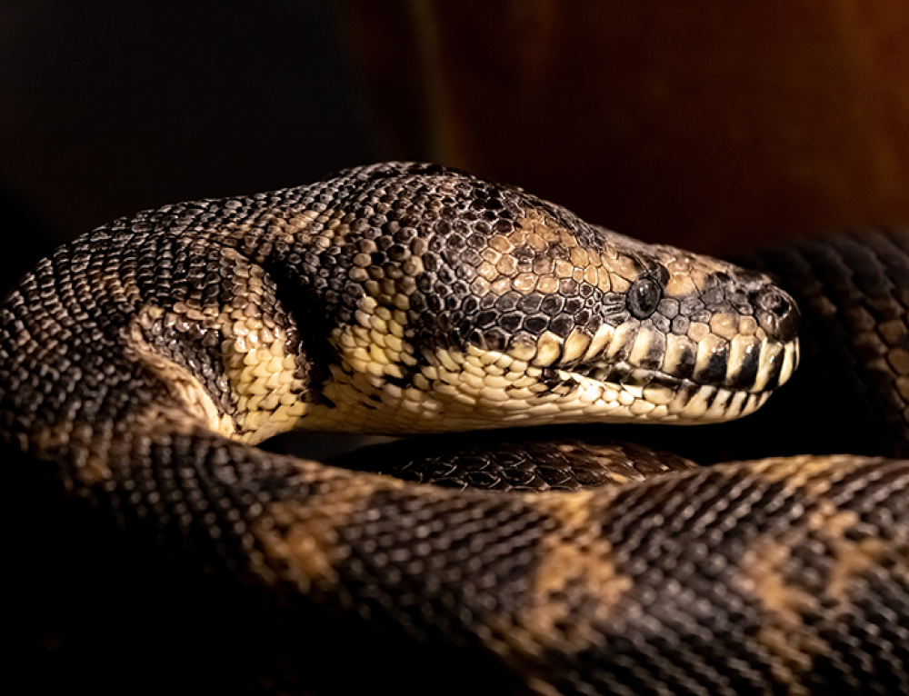 Upper Respiratory Infections in Snakes – Reptile Shows of New England