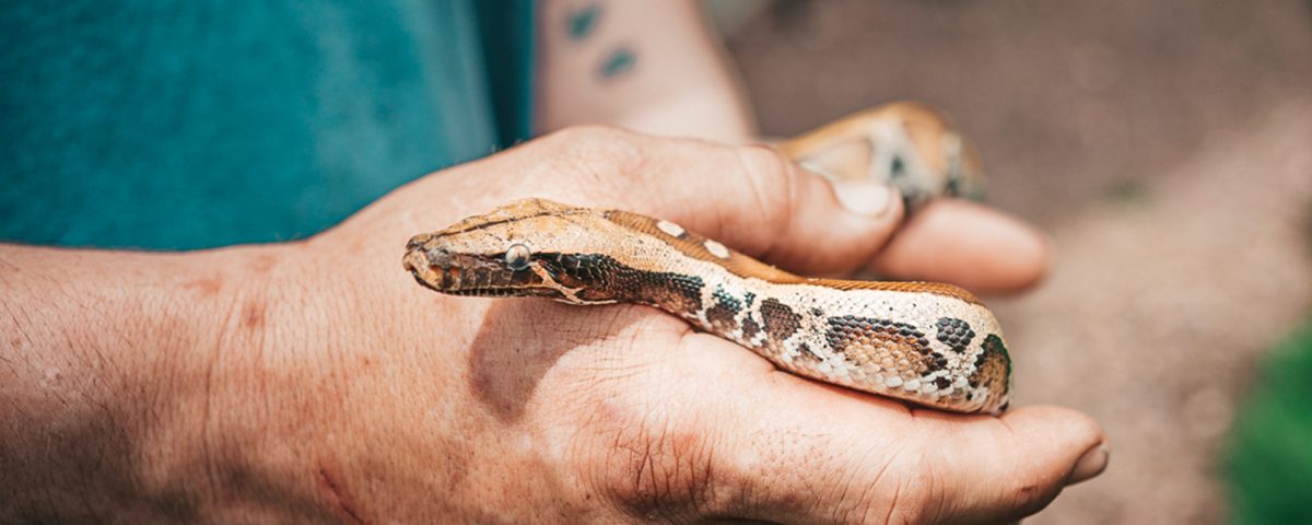 Reptile Shows of New England | Reptile show Massachusetts