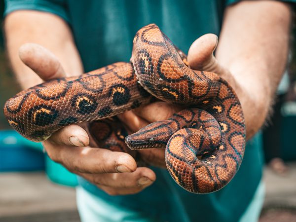 Book a Reptile Show in New England | Reptile Shows of New England