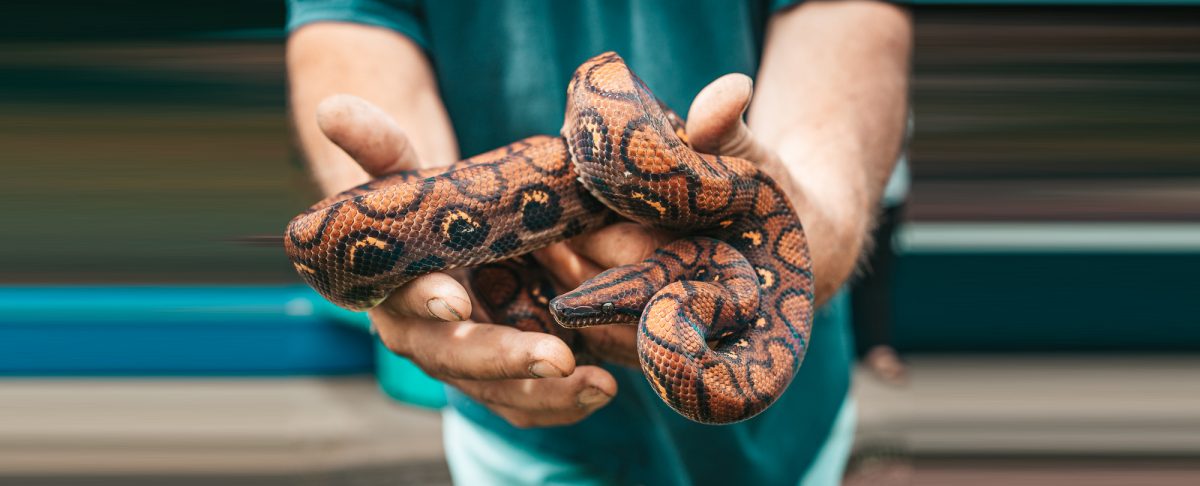 Reptile Shows of New England | Reptile show Massachusetts