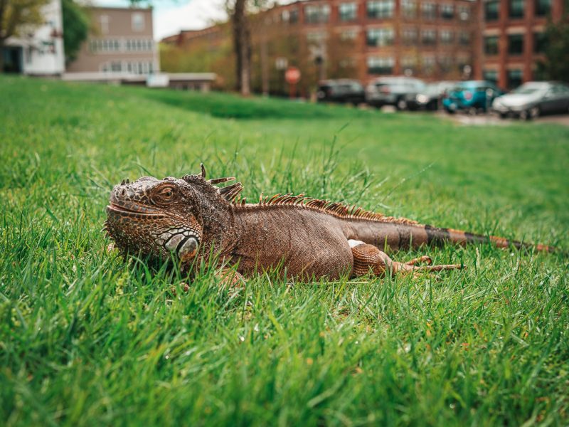 Reptile Shows of New England | Reptile show Massachusetts