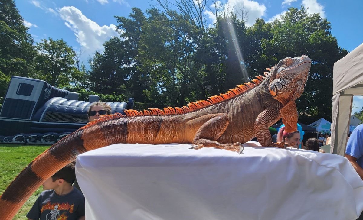 Reptile Shows of New England | Reptile show Massachusetts